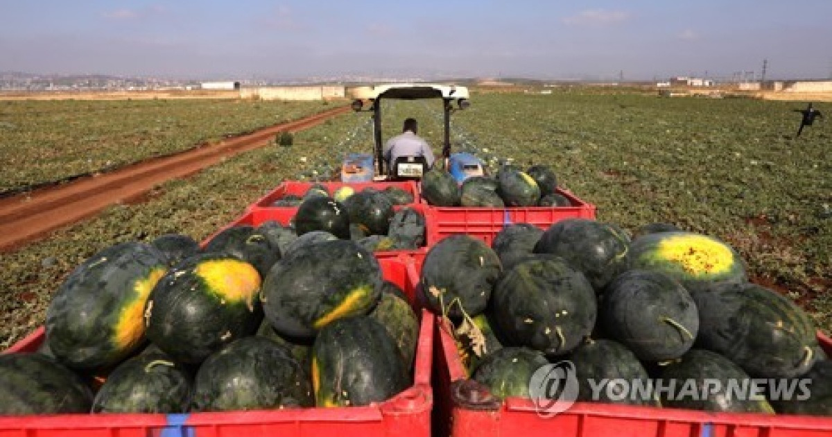 MIDEAST AGRICULTURE WATERMELONS