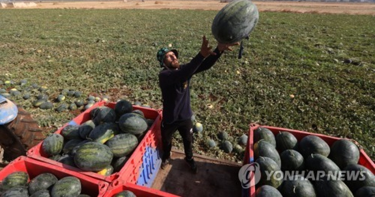 MIDEAST AGRICULTURE WATERMELONS