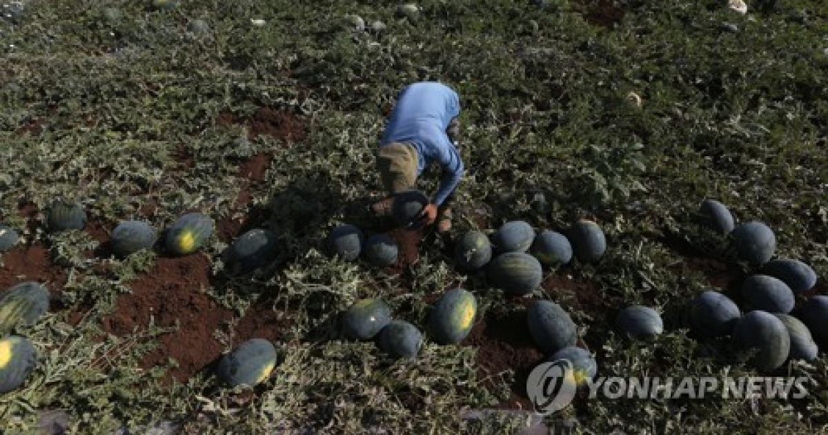 MIDEAST AGRICULTURE WATERMELONS