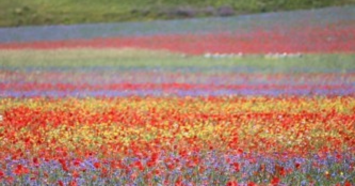 ITALY NATURE FLOWERS