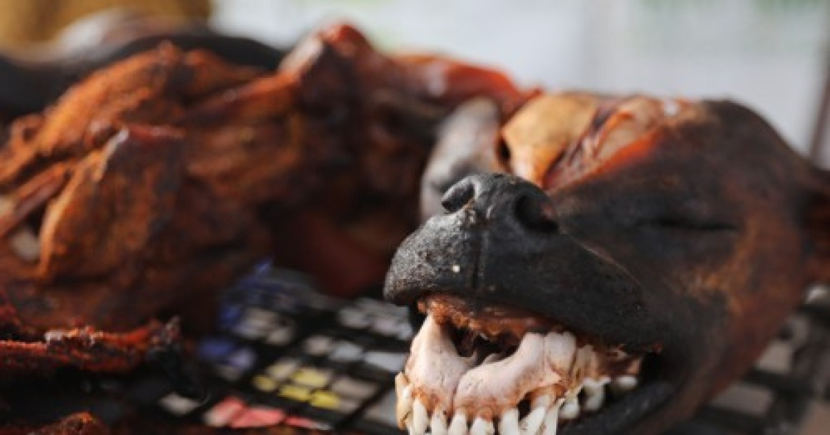 CAMBODIA DOG MEAT TRADE