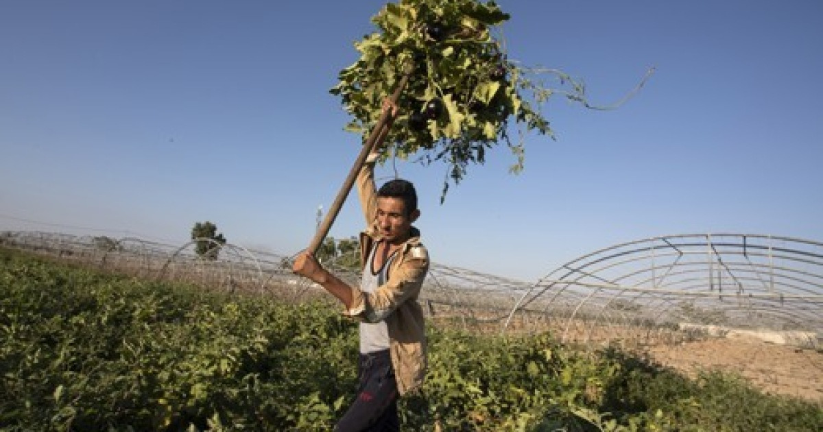 JORDAN AGRICULTURE