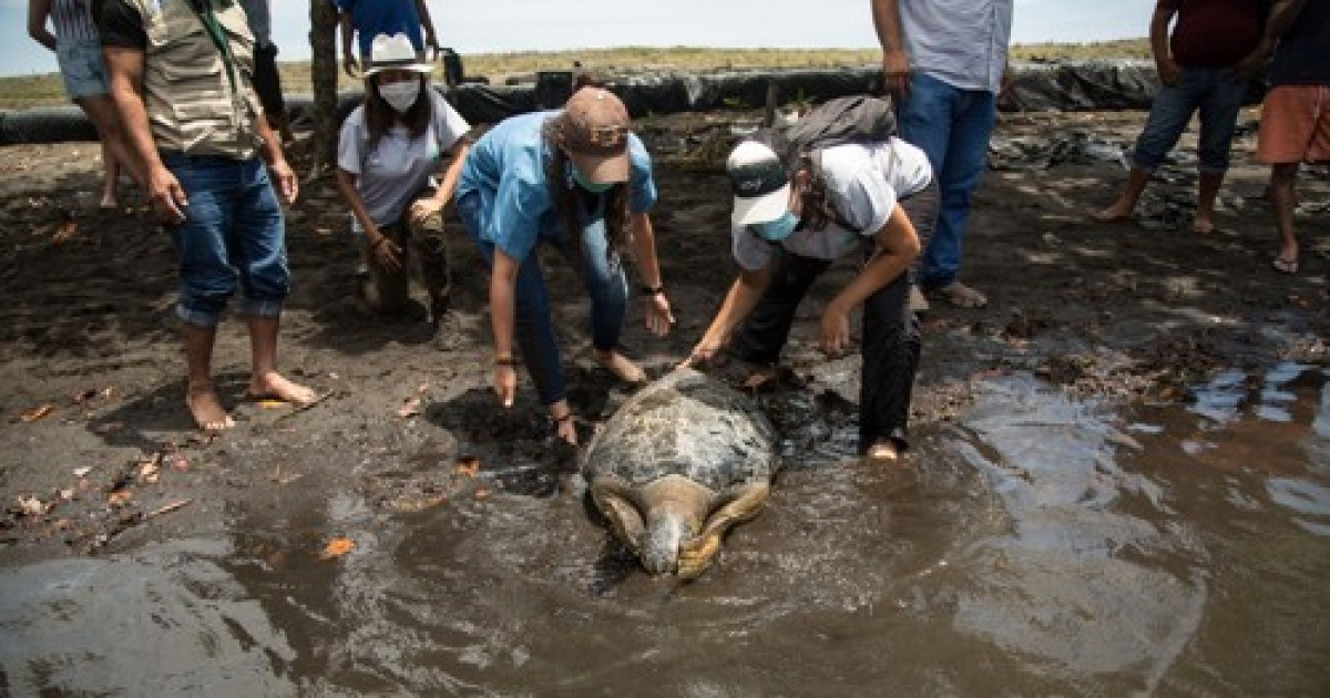 GUATEMALA NATURE TURTLE RELEASE