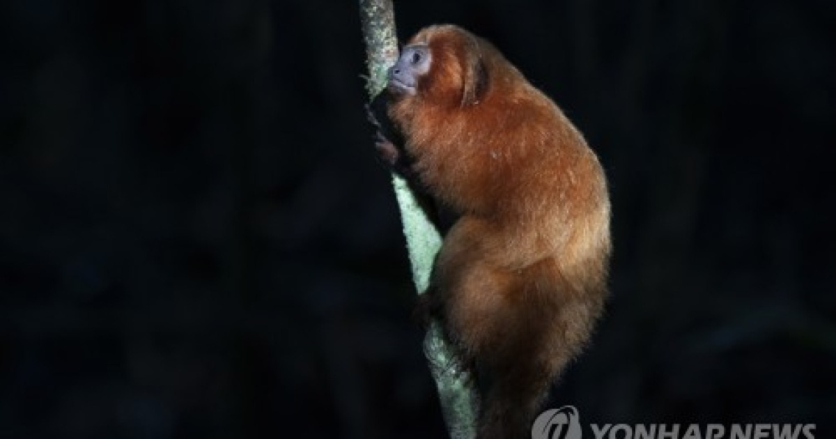 Brazil Monkey Corridor