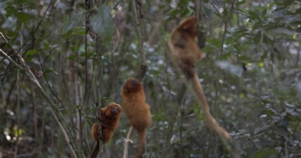 Brazil Monkey Corridor