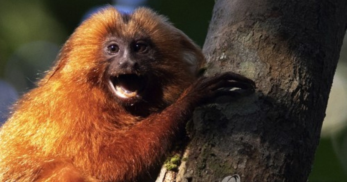 Brazil Monkey Corridor