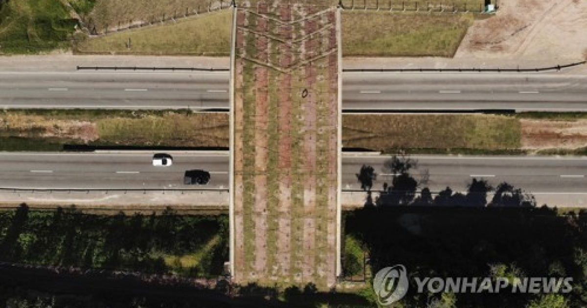 APTOPIX Brazil Monkey Corridor
