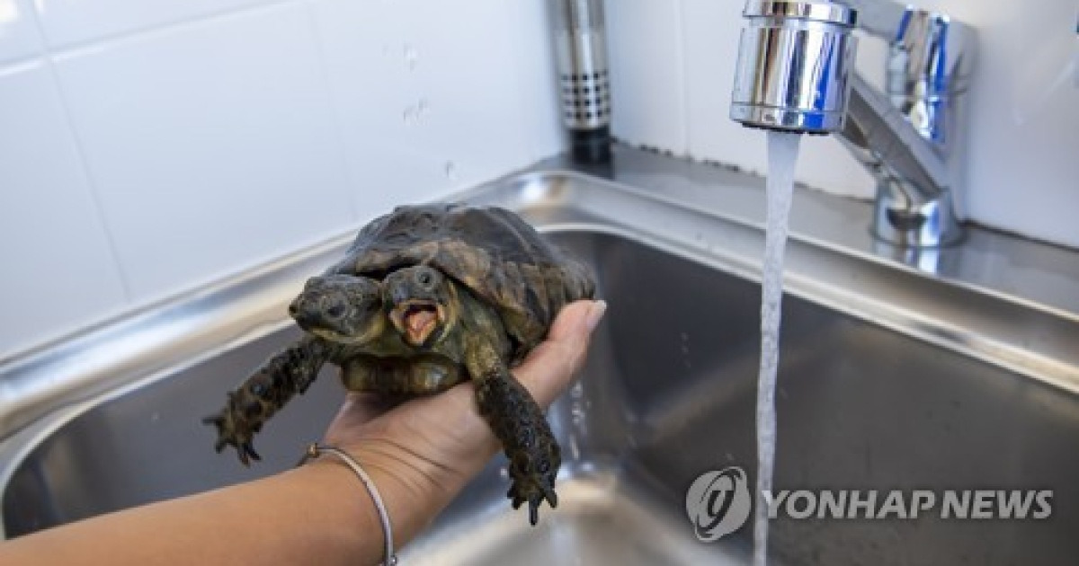 SWITZERLAND ANIMALS JANUS TWO HEADED TURTLE