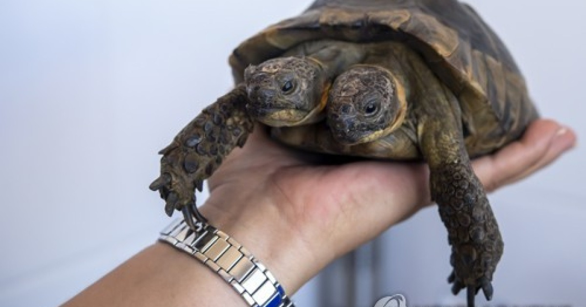 SWITZERLAND ANIMALS JANUS TWO HEADED TURTLE