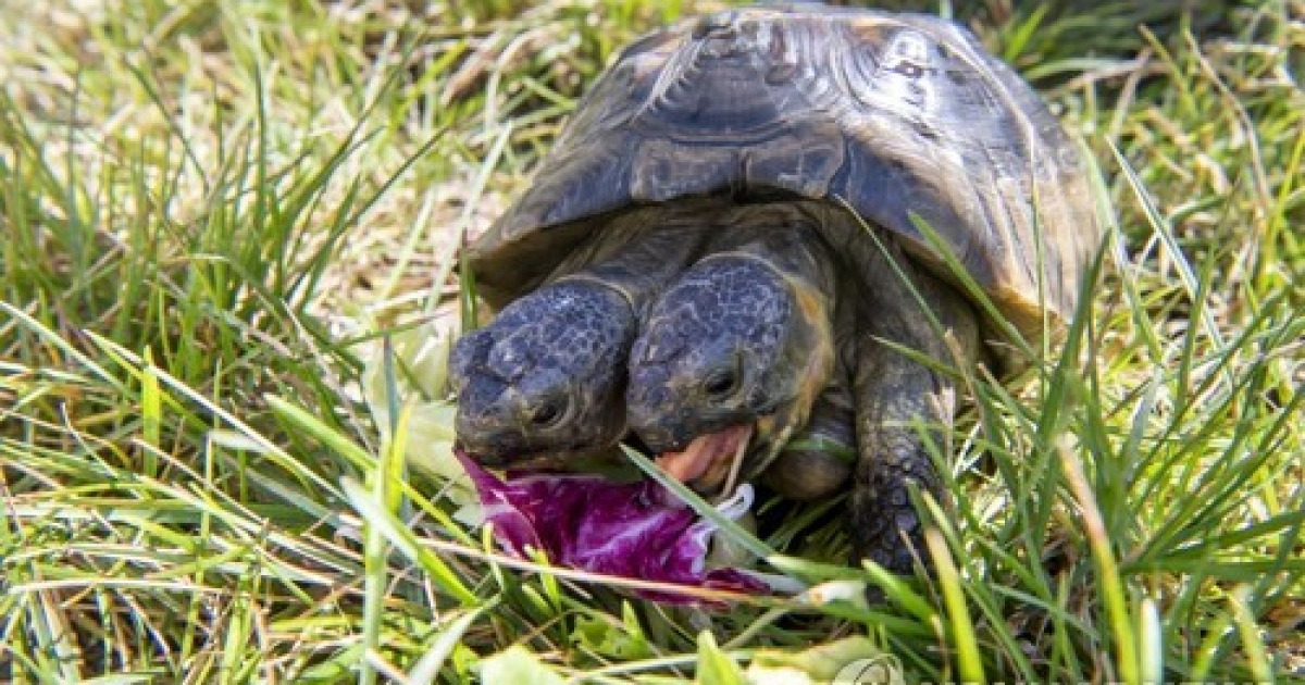 SWITZERLAND ANIMALS JANUS TWO HEADED TURTLE
