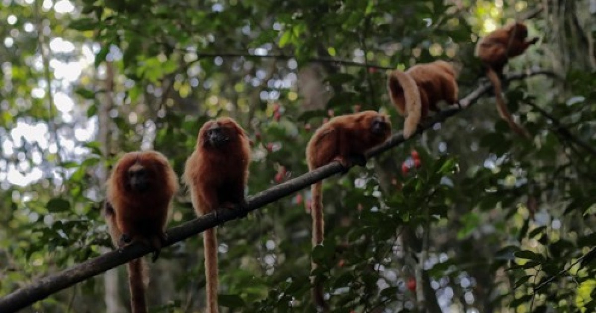 BRAZIL MONKEYS