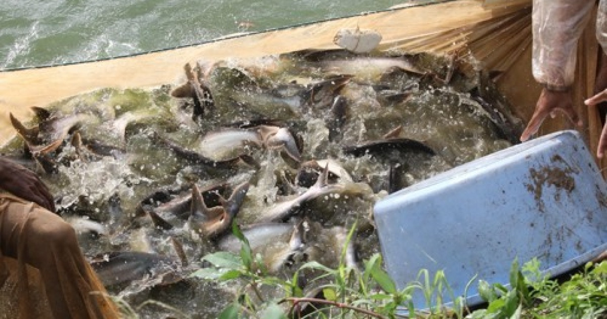 INDIA AGRICULTURE FISHING