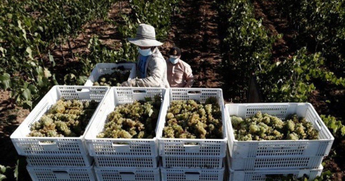 SPAIN GRAPE HARVEST AGRICULTURE