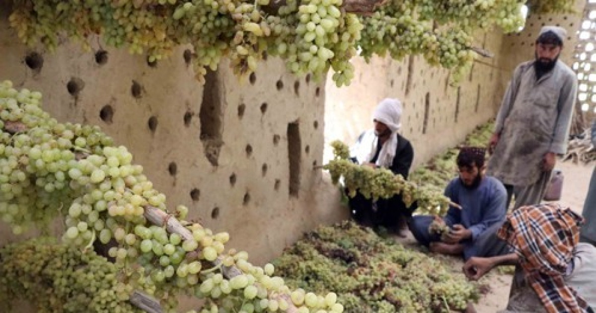 AFGHANISTAN GRAPE MARKET ECONOMY