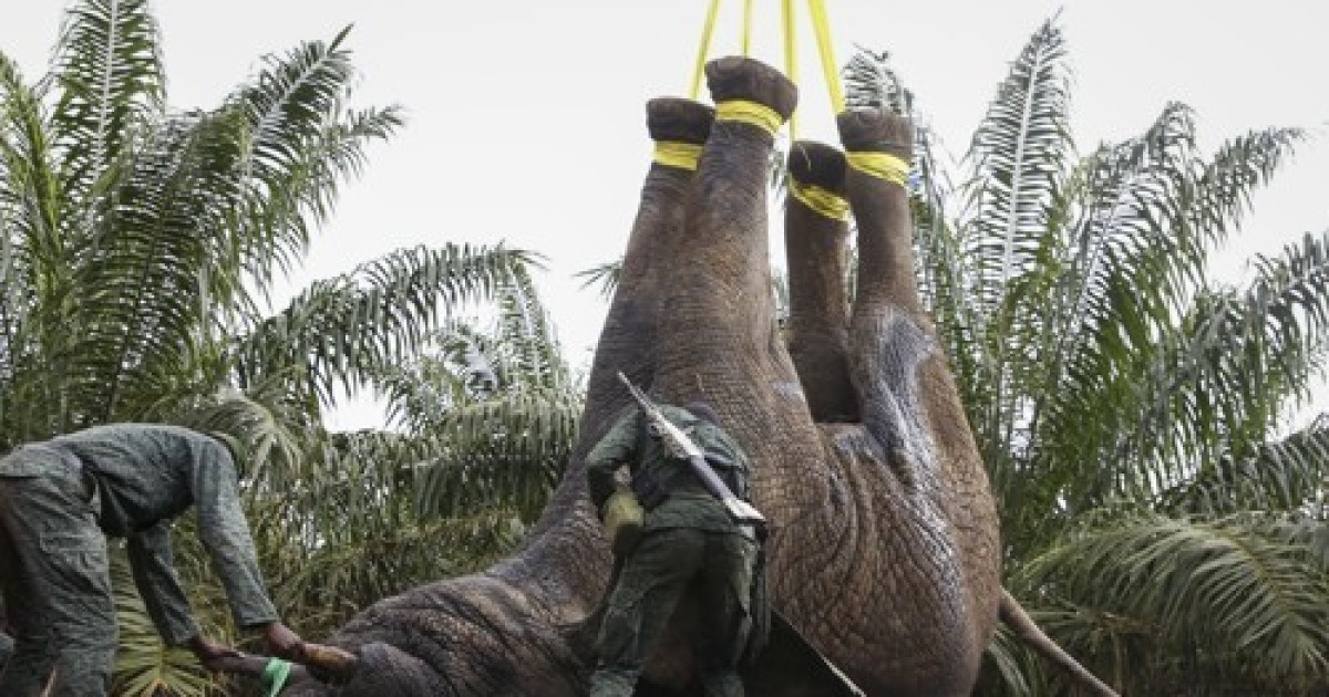Ivory Coast Elephant