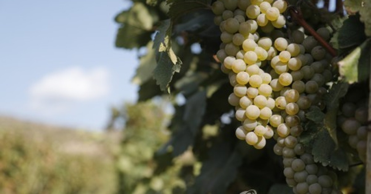 GEORGIA AGRICULTURE GRAPE HARVEST