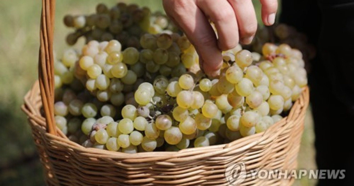 GEORGIA AGRICULTURE GRAPE HARVEST