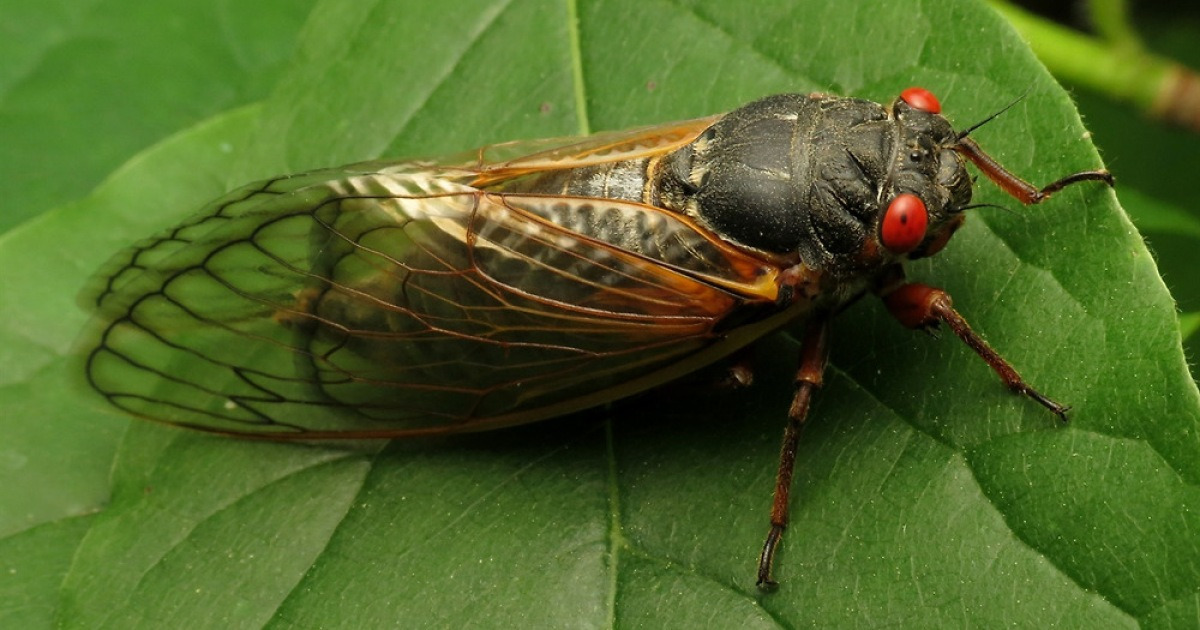 매미를 좀비로 만드는 '섬찟한' 물질에 연구진이 주목하는 이유