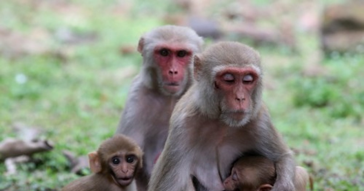 INDIA ANIMALS MONKEYS