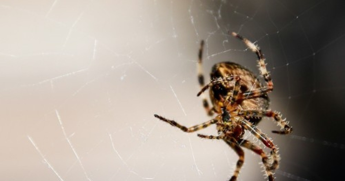 BELGIUM SPIDER