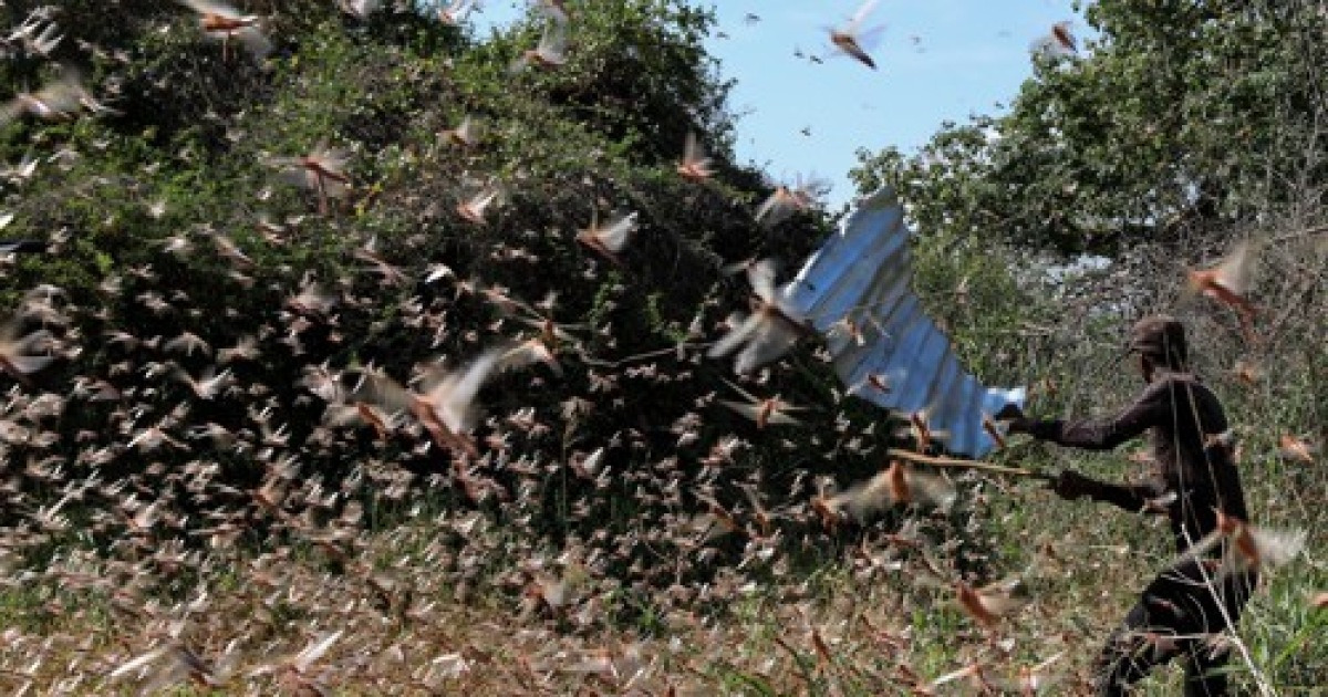 KENYA LOCUST CRISIS