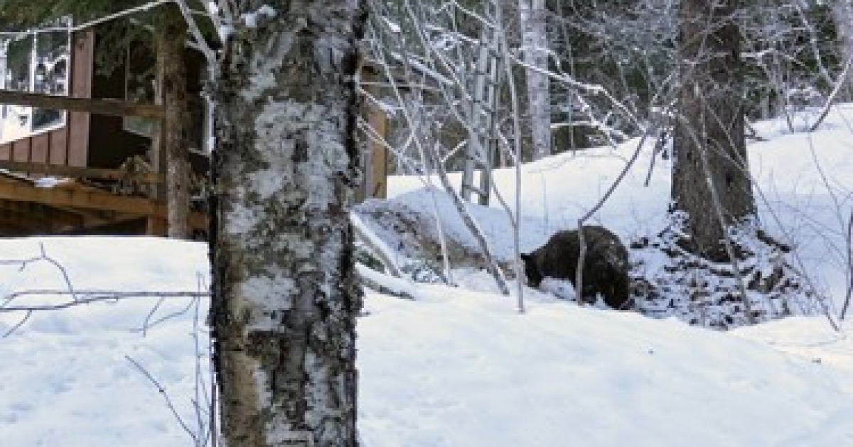 Alaska-Outhouse Bear