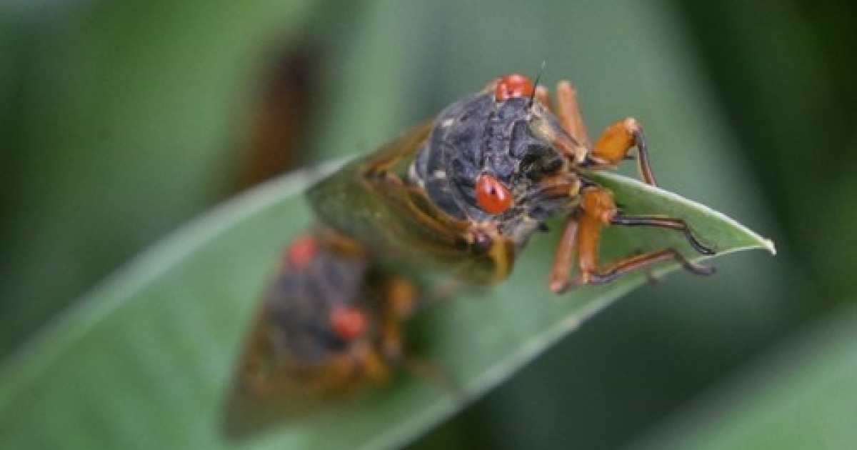 Food Eating Cicadas