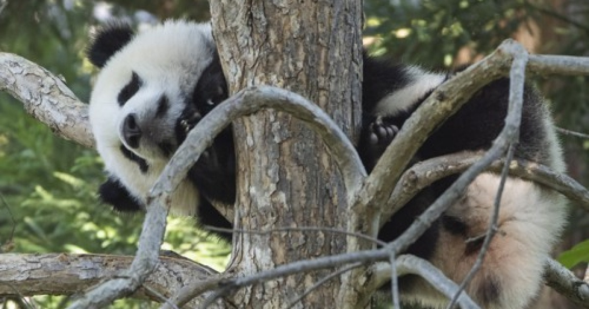 USA WASHINGTON NATIONAL ZOO