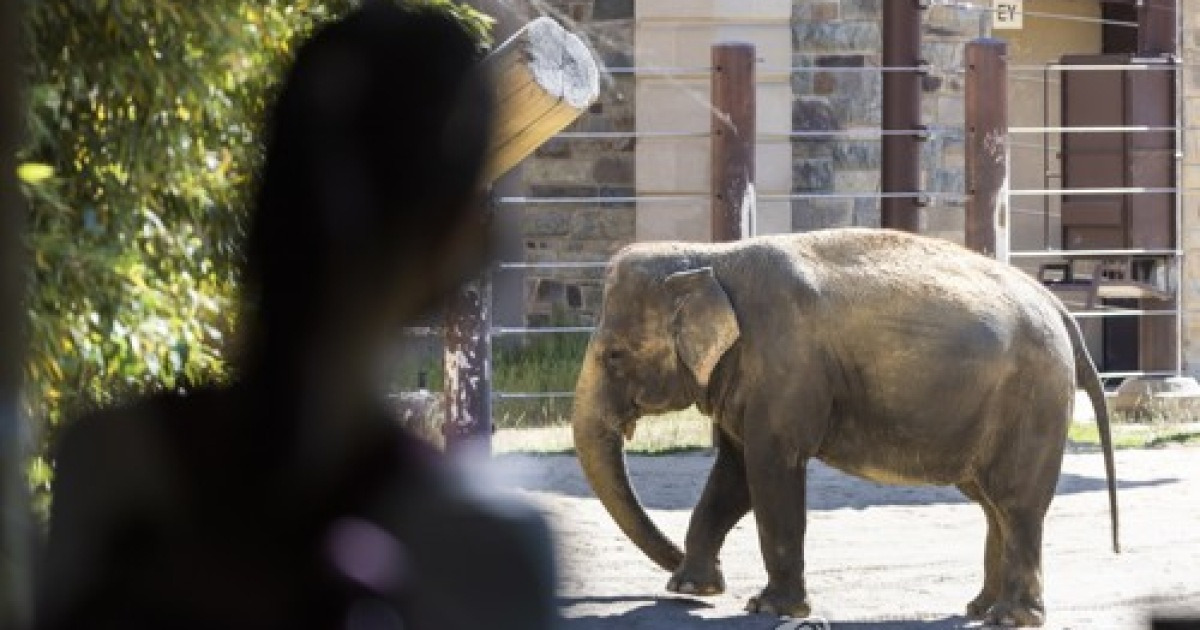 USA WASHINGTON NATIONAL ZOO