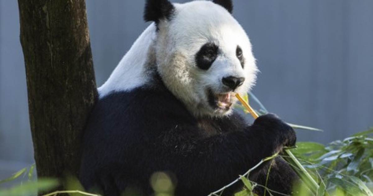 USA WASHINGTON NATIONAL ZOO