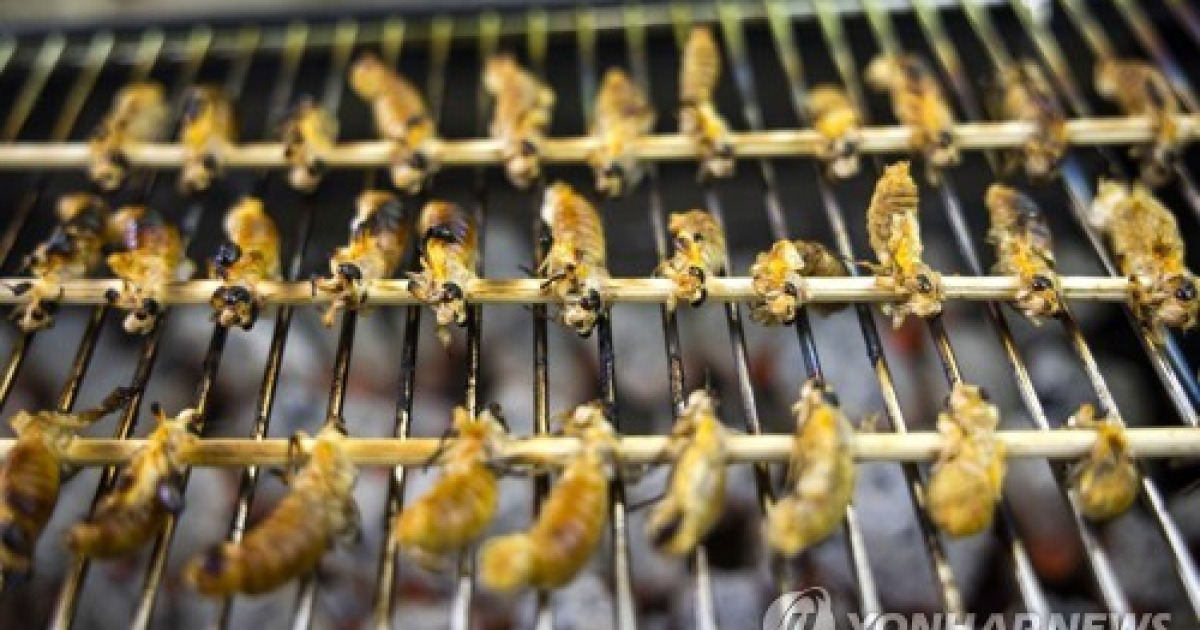 USA CICADAS COOKOUT NATURE GASTRONOMY