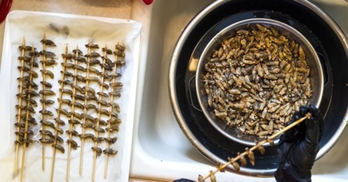 USA CICADAS COOKOUT NATURE GASTRONOMY