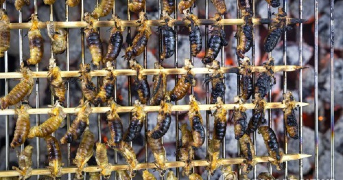 USA CICADAS COOKOUT NATURE GASTRONOMY