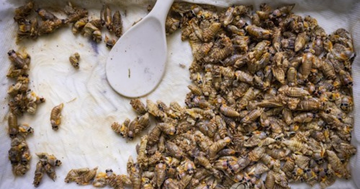USA CICADAS COOKOUT NATURE GASTRONOMY