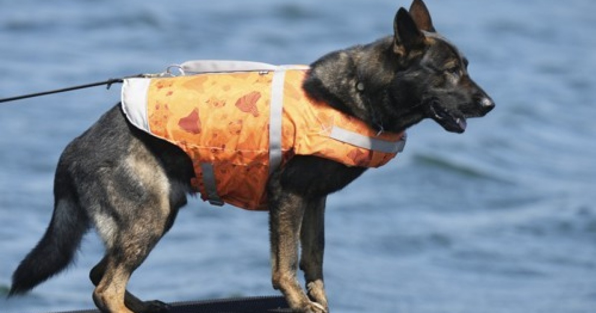 DENMARK DOG EXAMINATION