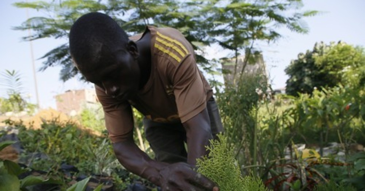 IVORY COAST WORLD DAY OF THE ENVIRONMENT