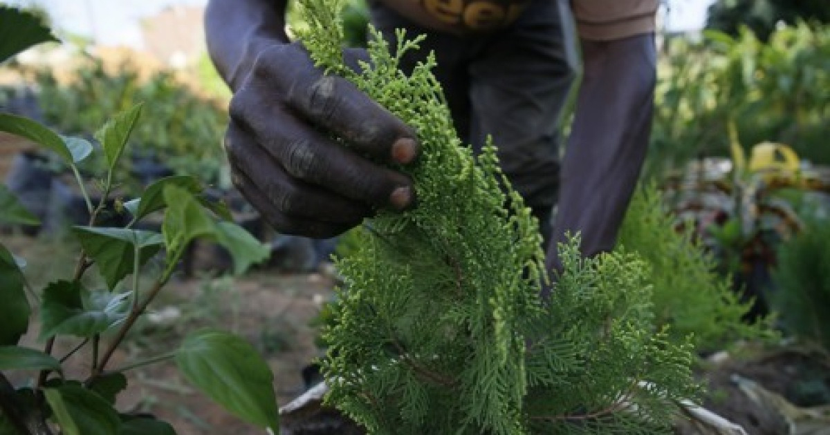 IVORY COAST WORLD DAY OF THE ENVIRONMENT