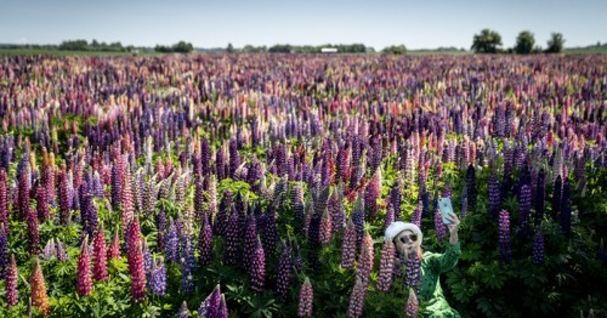 DENMARK NATURE FLOWERS