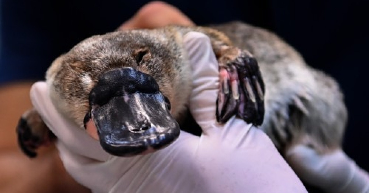 AUSTRALIA ANIMALS PLATYPUS RESCUE CENTRE