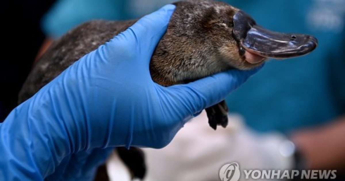 AUSTRALIA ANIMALS PLATYPUS RESCUE CENTRE