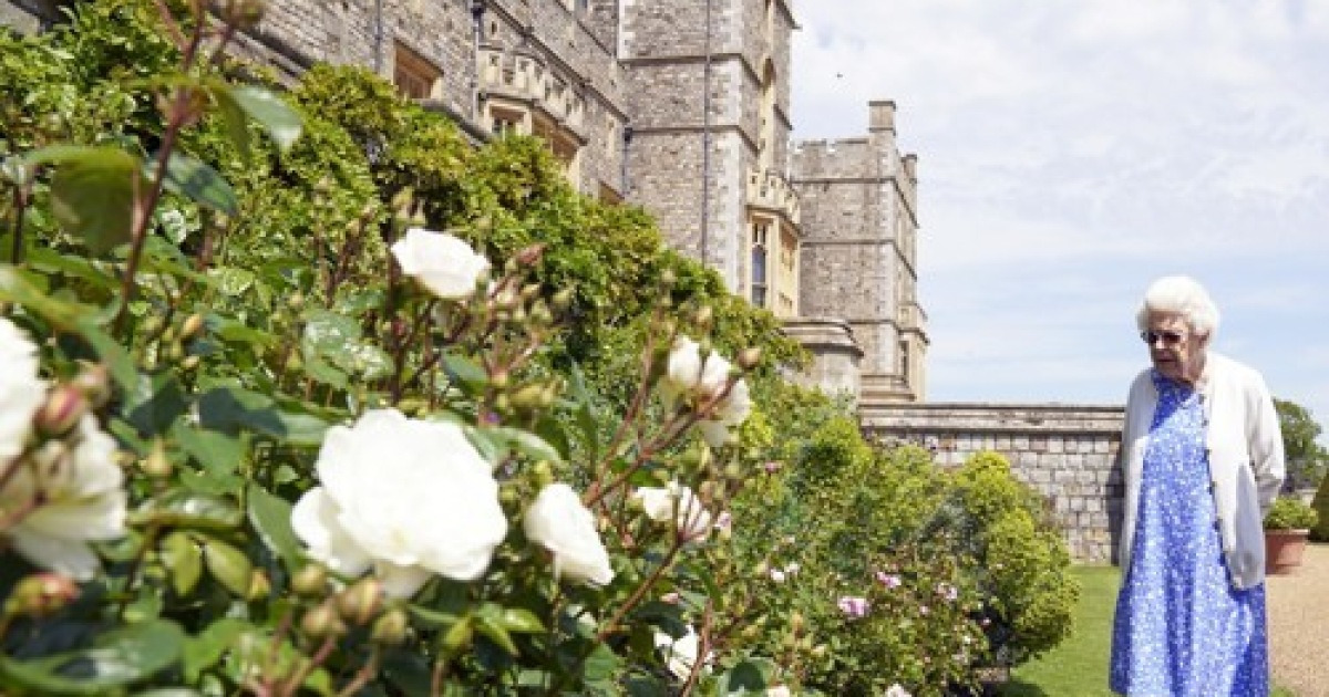 Britain Royal Rose
