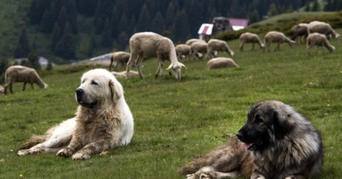NORTH MACEDONIA PHOTO SET NATURE SHAR PLANINA