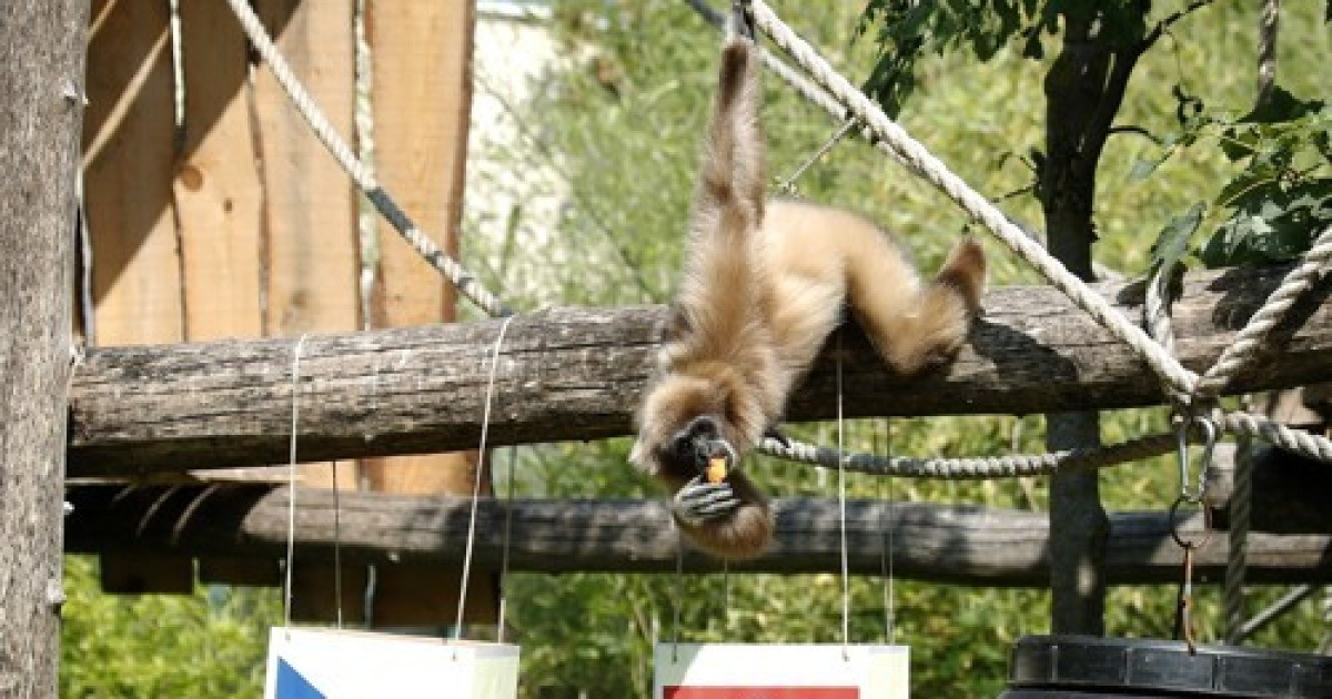 CROATIA EURO 2020 ZOO MONKEYS