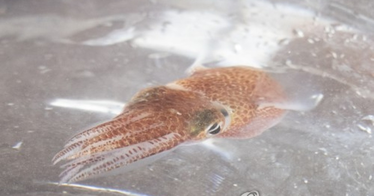 Squid in Space