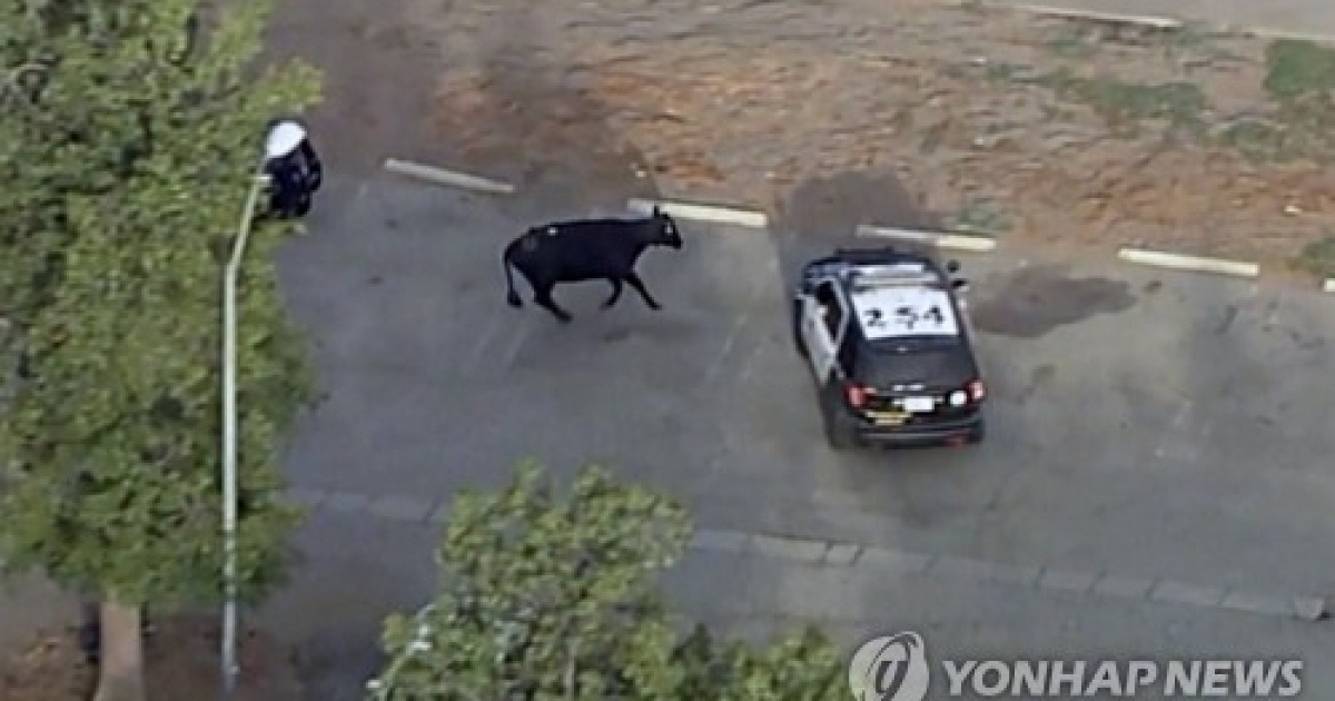 Cows Escape Slaughterhouse