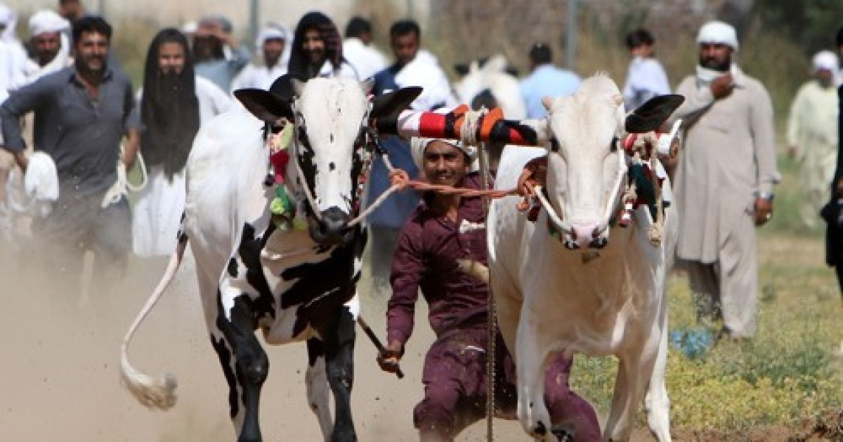 PAKISTAN BULL RACE