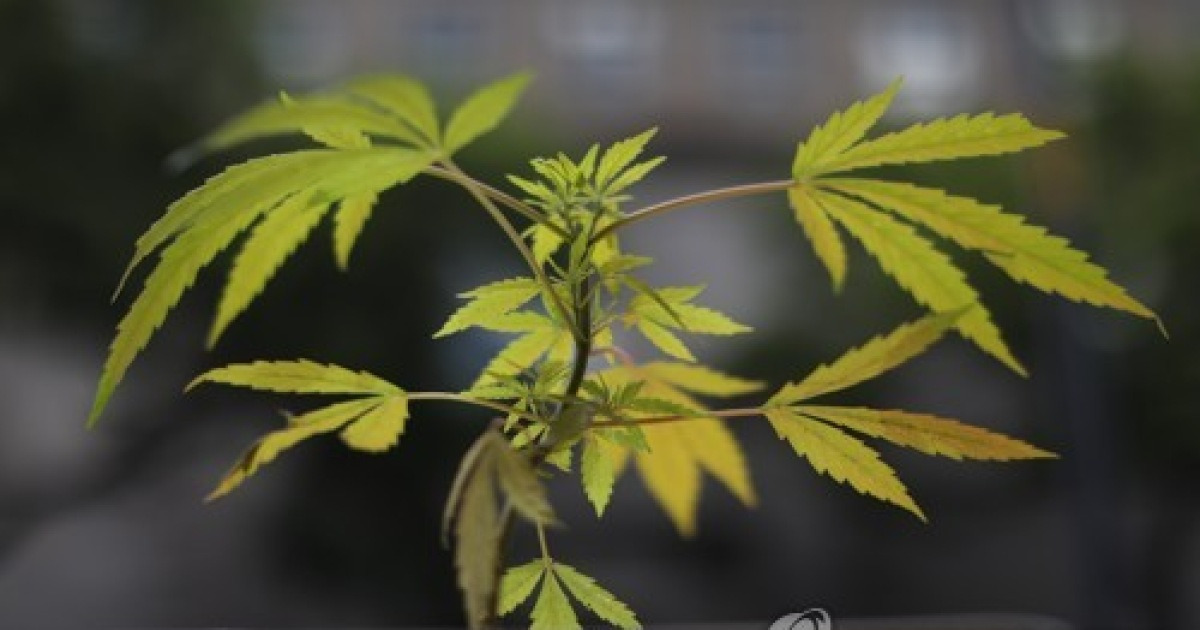 MEXICO MARIJUANA SUPREME COURT