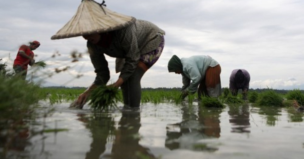 INDONESIA AGRICULTURE MACRO ECONOMICS