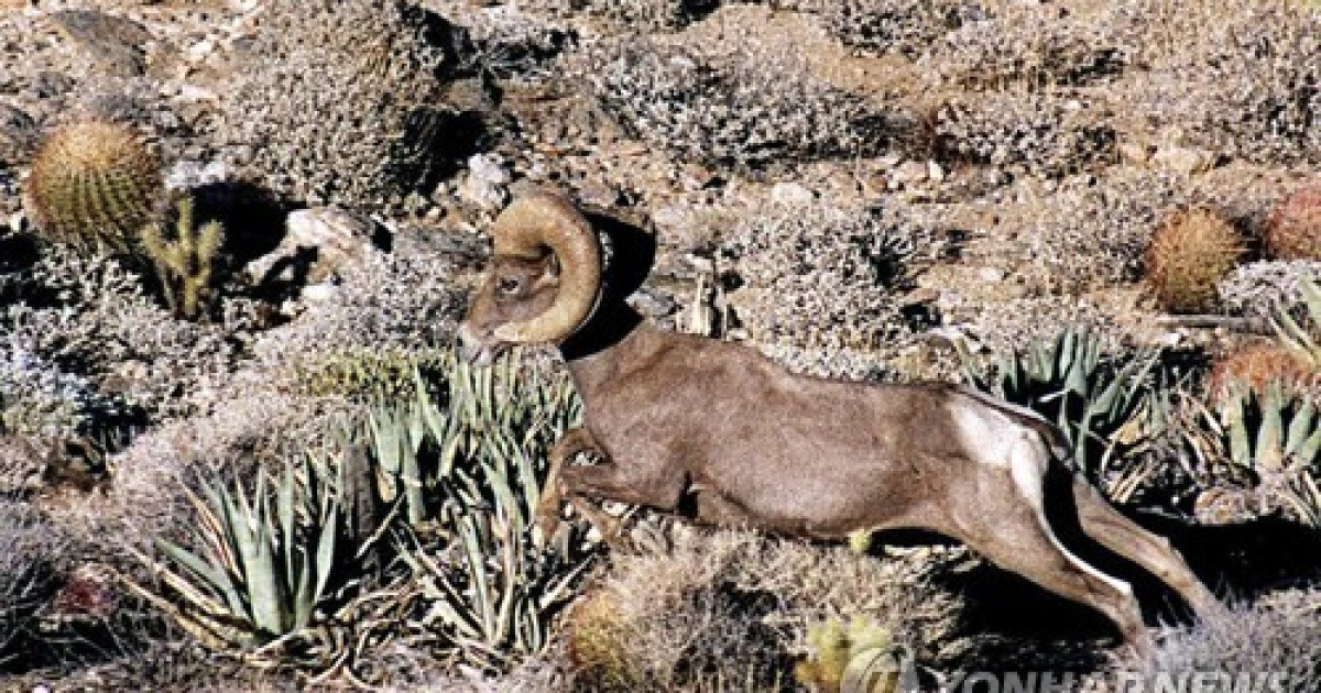 California Sheep Count Death