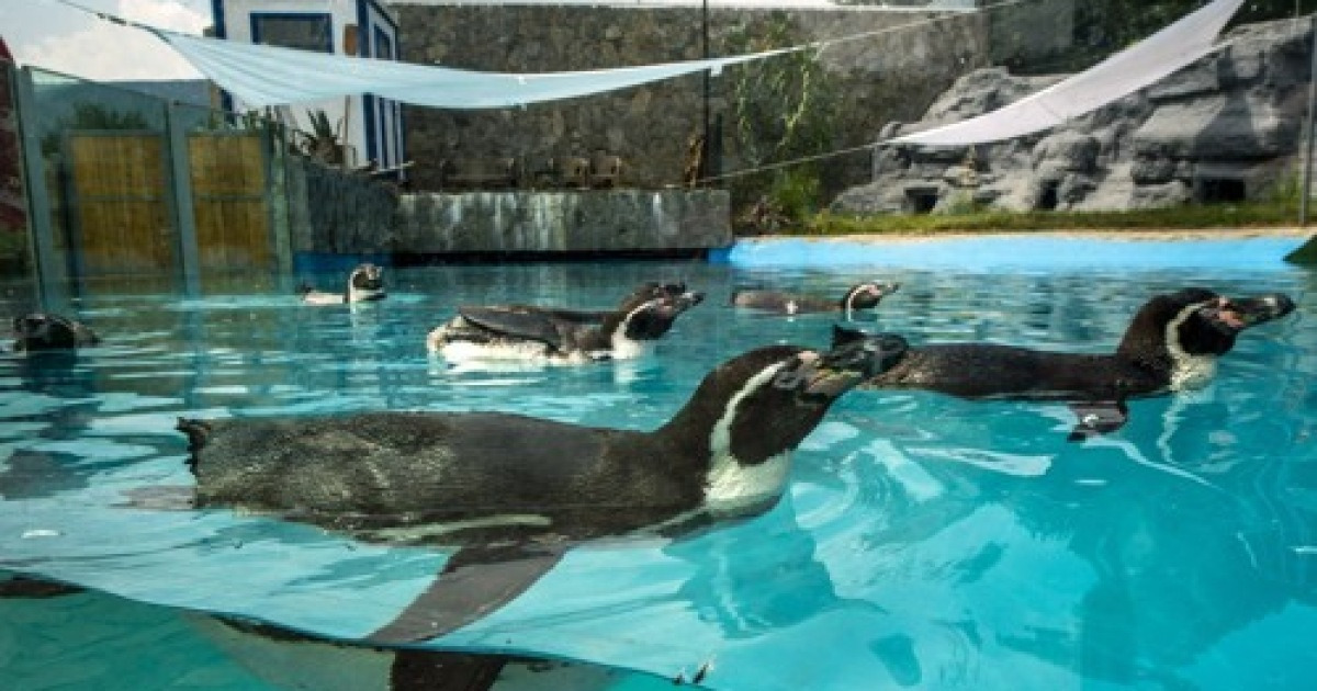 NORTH MACEDONIA ANIMALS WEATHER